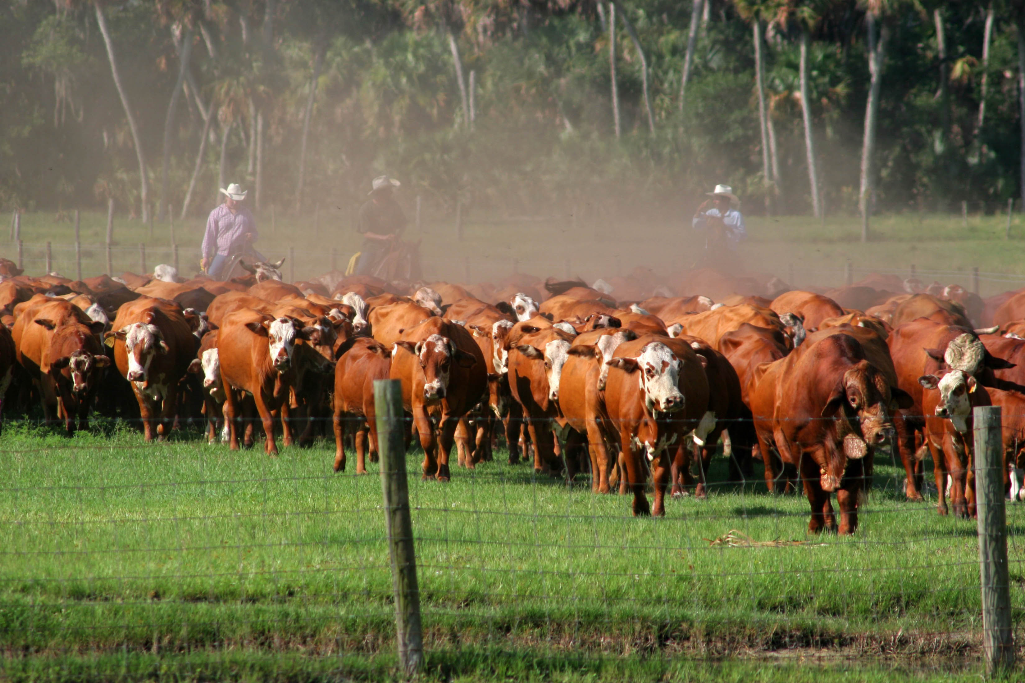 Florida Cattle Ranch Tour Family Owned Agritourism Farm Located In